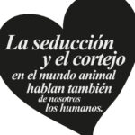 ¿En qué consiste el proceso del cortejo?