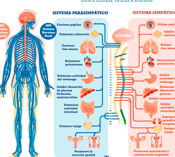 Como equilibrar el sistema nervioso simpático y parasimpático