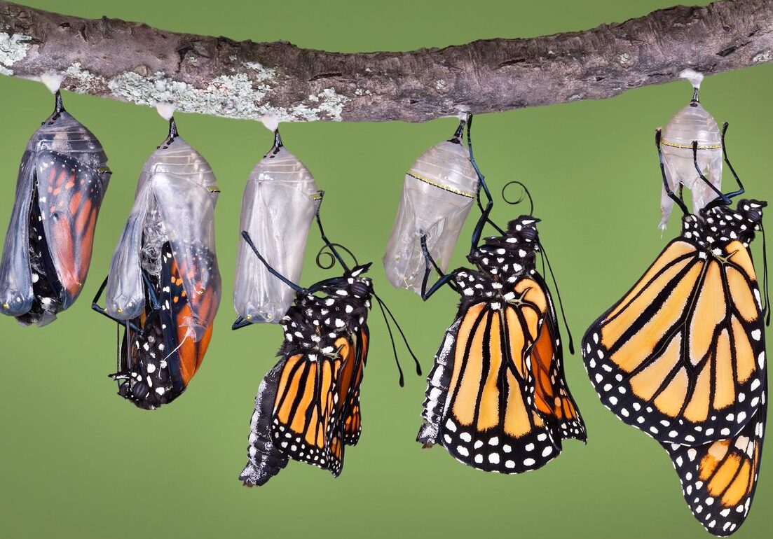 Como ocurre que las orugas se convierten en mariposas