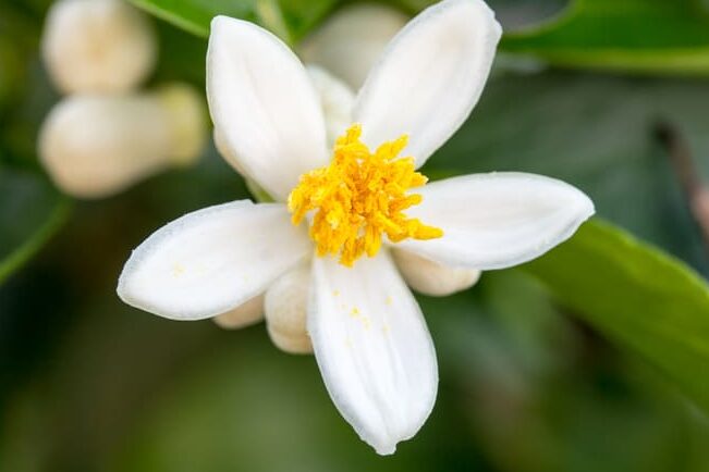 ¿Qué significa el azar del novio?